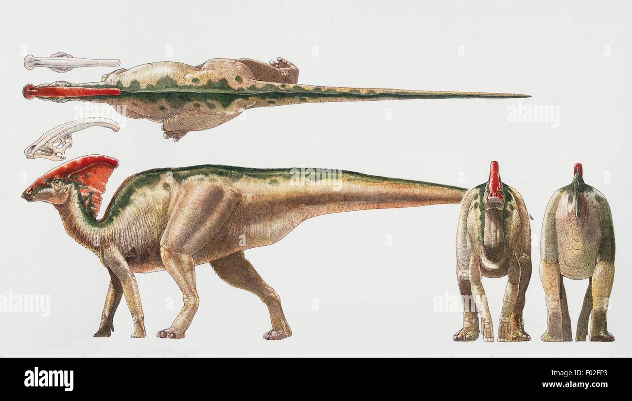 Hadrosauridae High Resolution Stock Photography and Images - Alamy