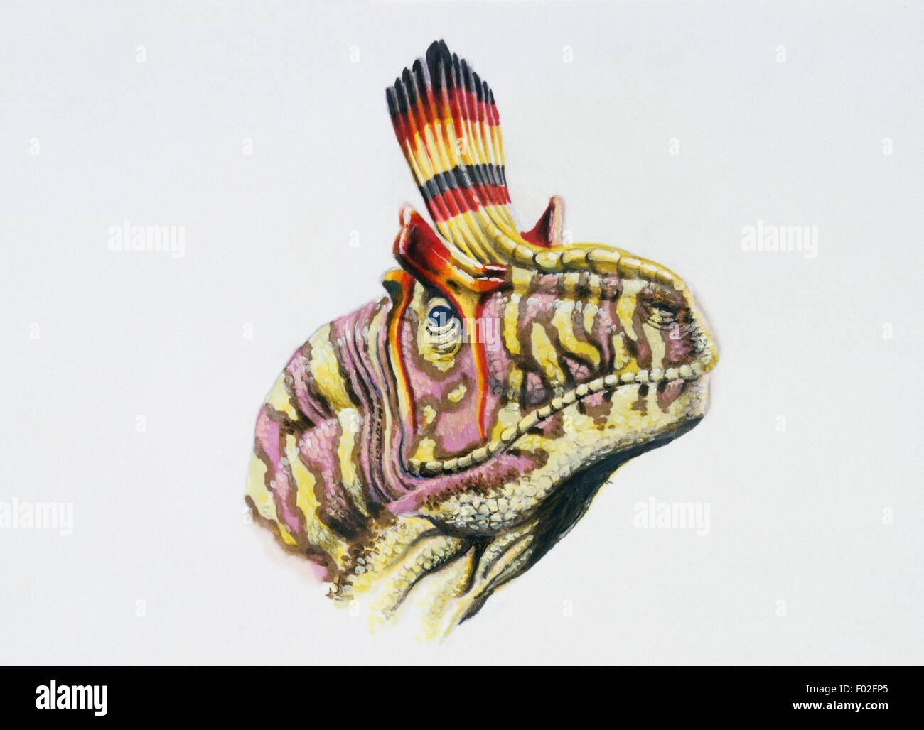 Cryolophosaurus ellioti, Dilophosauridae, Early Jurassic. Artwork by ...