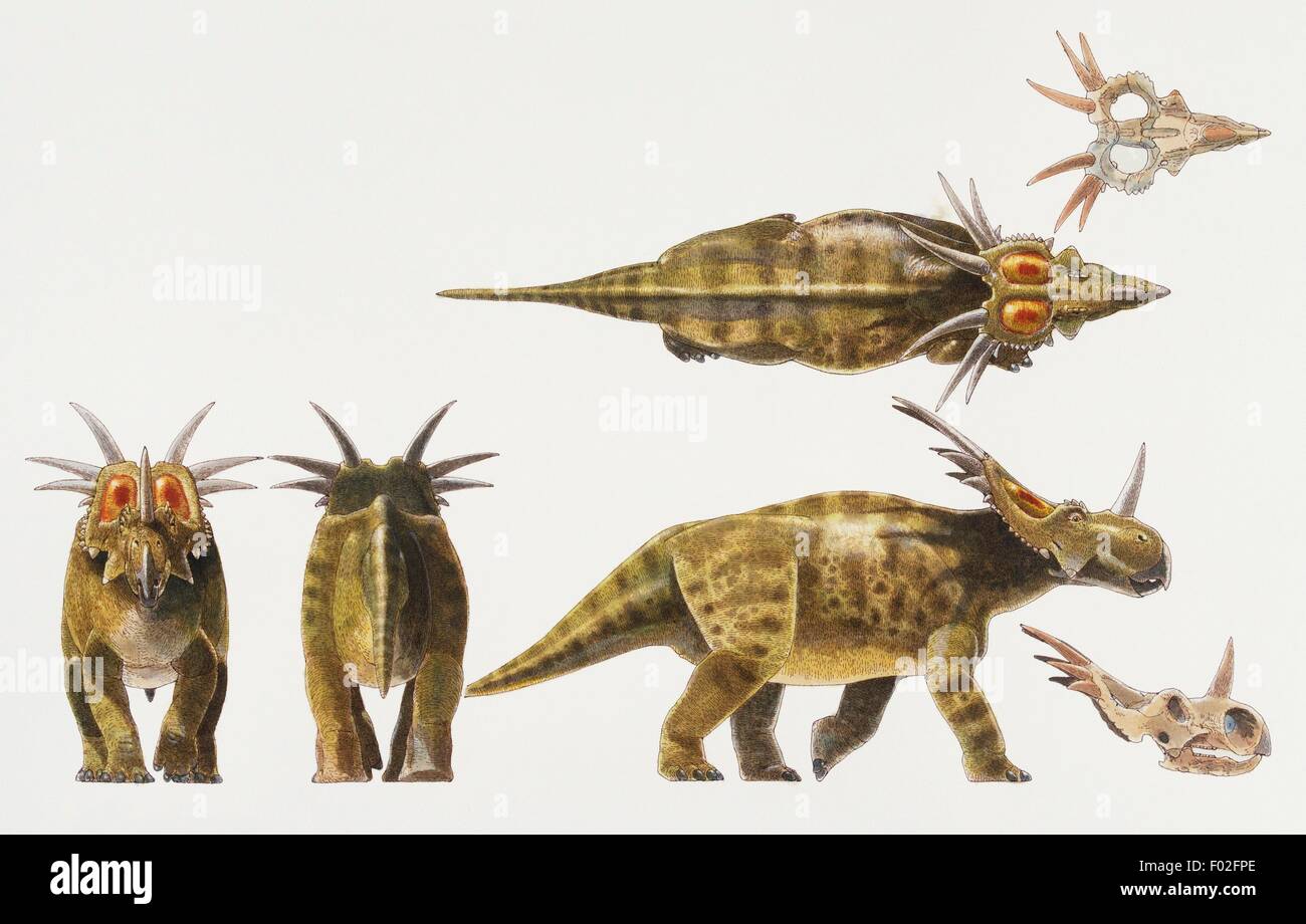 Styracosaurus albertensis, Ceratopsidae, Late Cretaceous. Artwork by ...