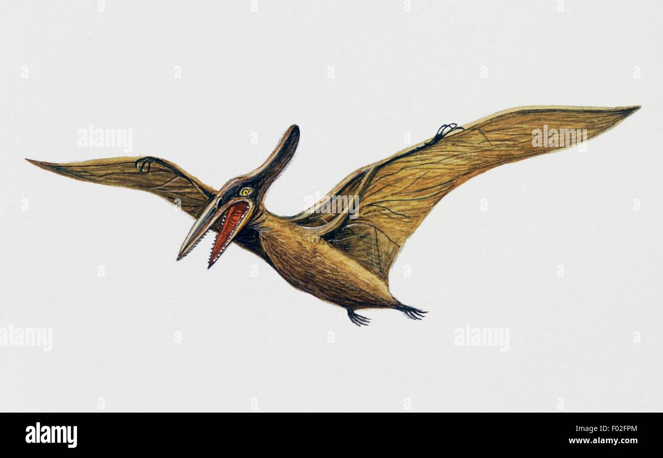 Pteranodon hi-res stock photography and images - Alamy