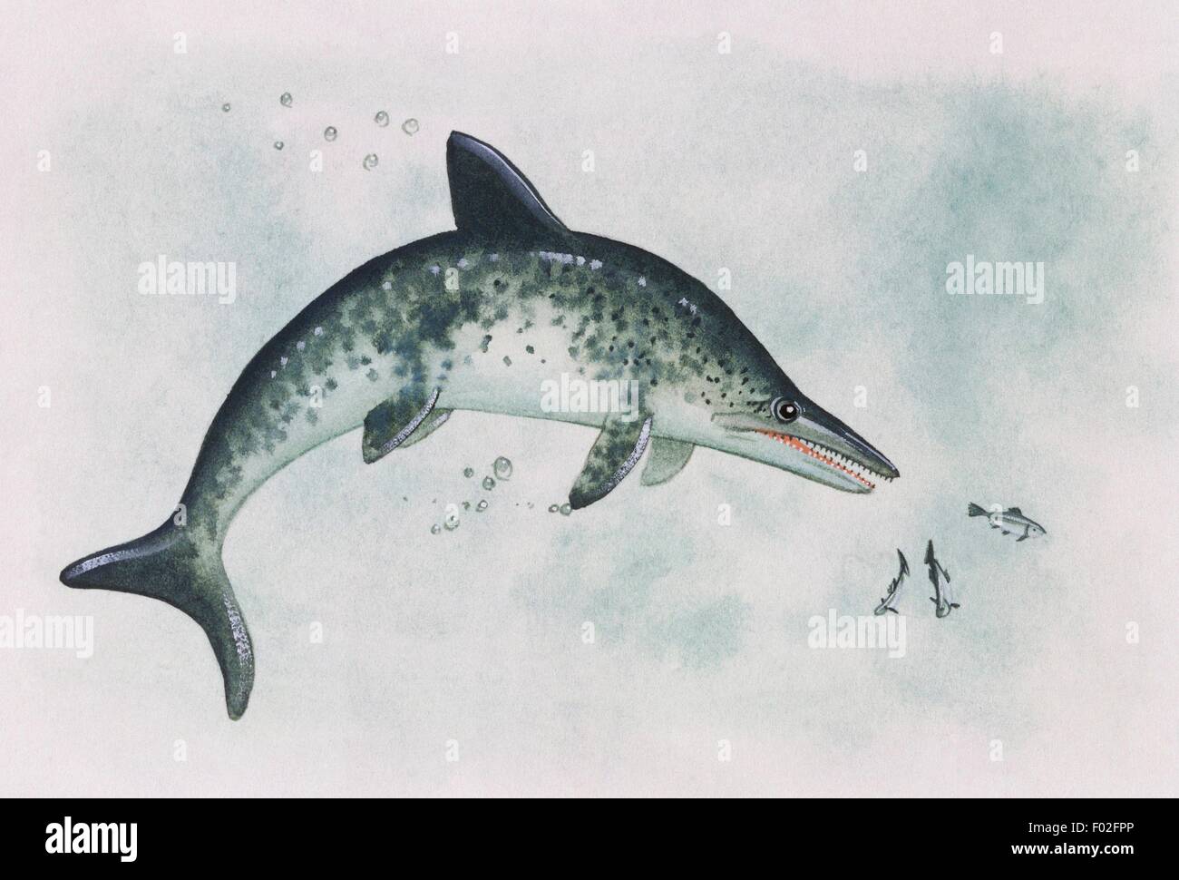 Ichthyosaurus sp, Ichthyosauridae, Early Jurassic. Illustration Stock ...