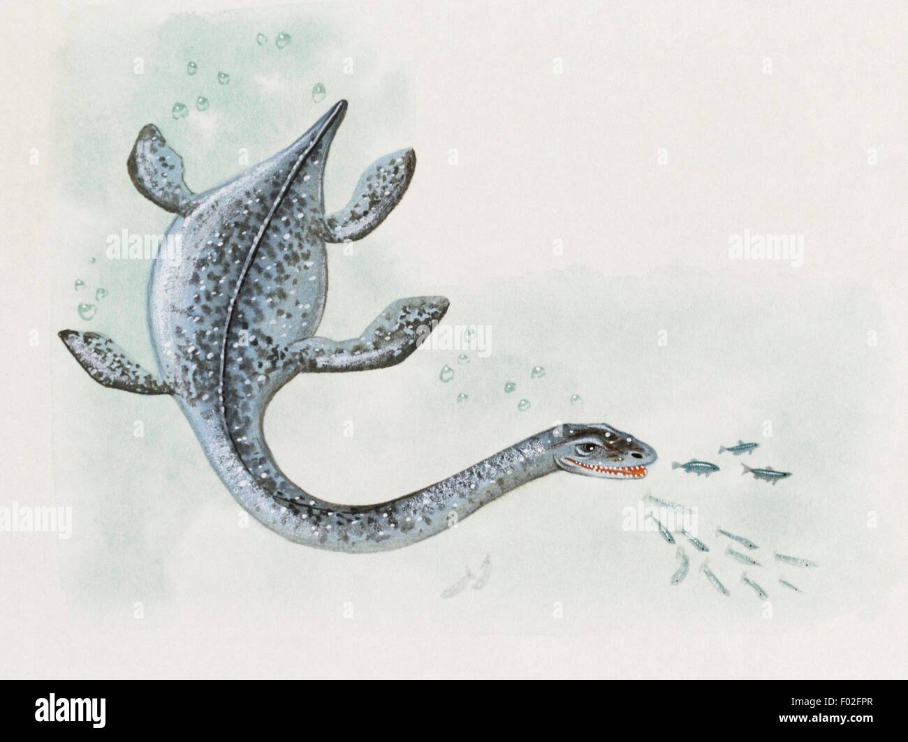 Plesiosaurus hi-res stock photography and images - Alamy