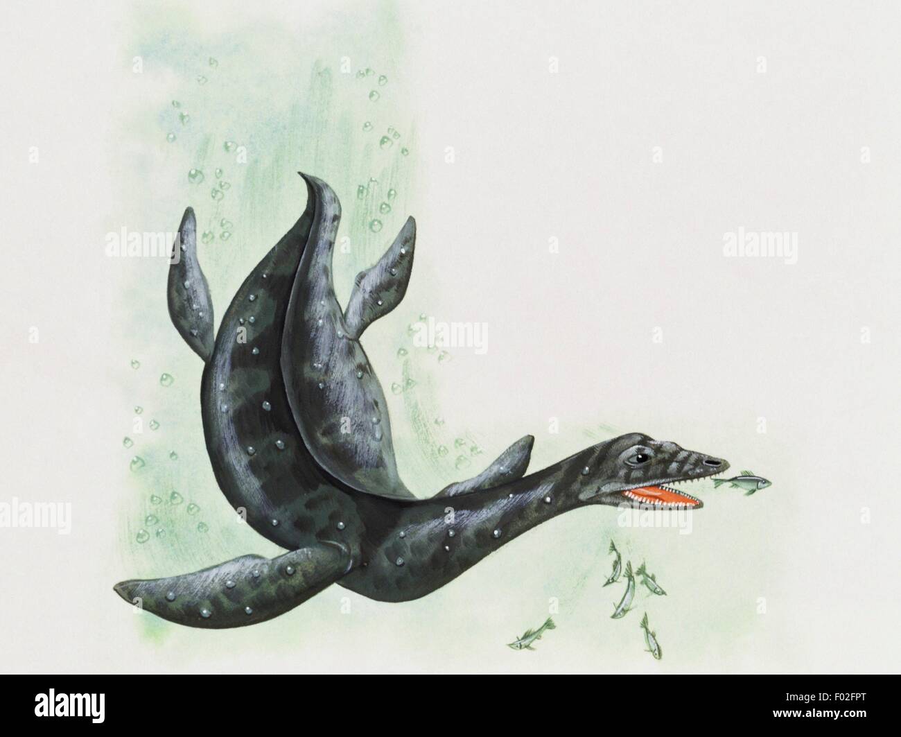 Cryptoclidus sp, Cryptoclididae, Jurassic. Illustration Stock Photo - Alamy