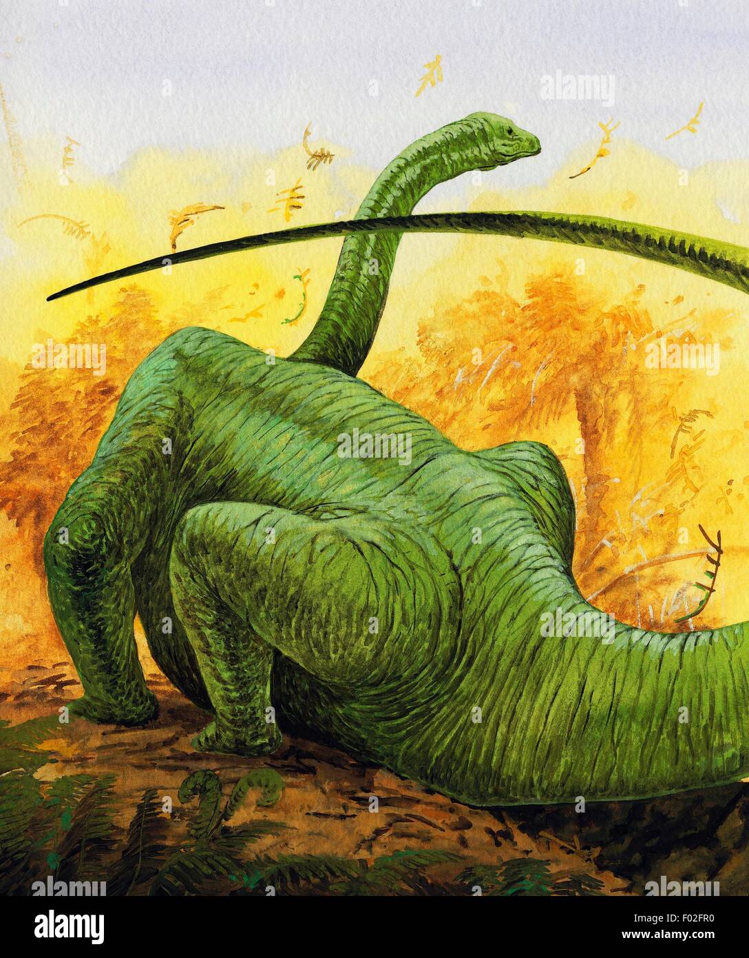 Diplodocus sp hi-res stock photography and images - Alamy