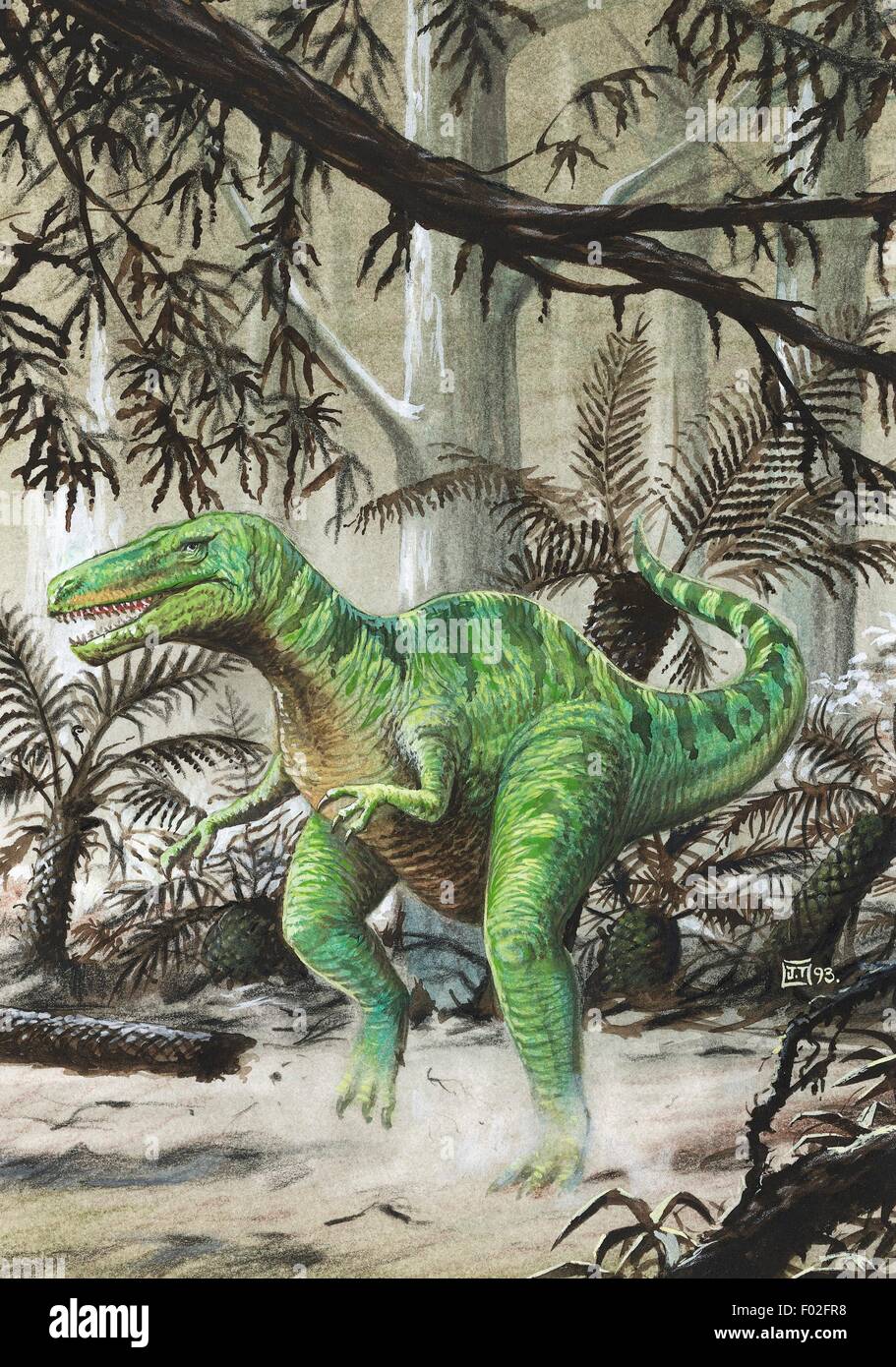 Tarbosaurus bataar, Tyrannosauridae, Late Cretaceous. Artwork by J Dang ...