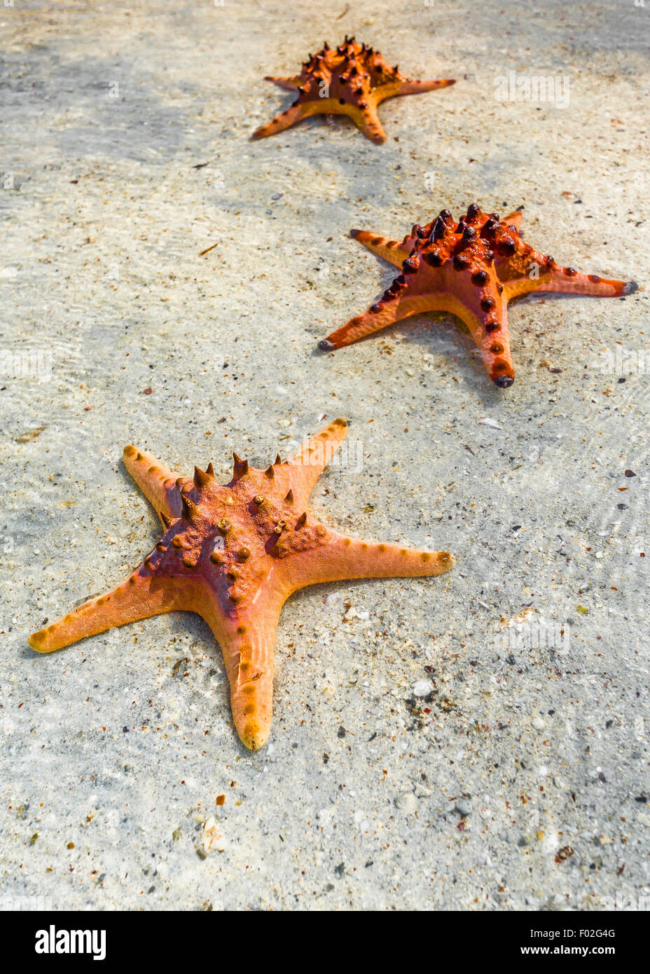 Three Starfish on beach Stock Photo - Alamy