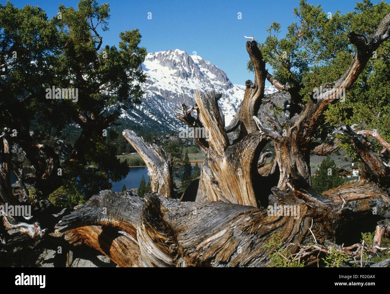Dry trunk, Mammoth Lakes, Sierra Nevada, California, United States of ...