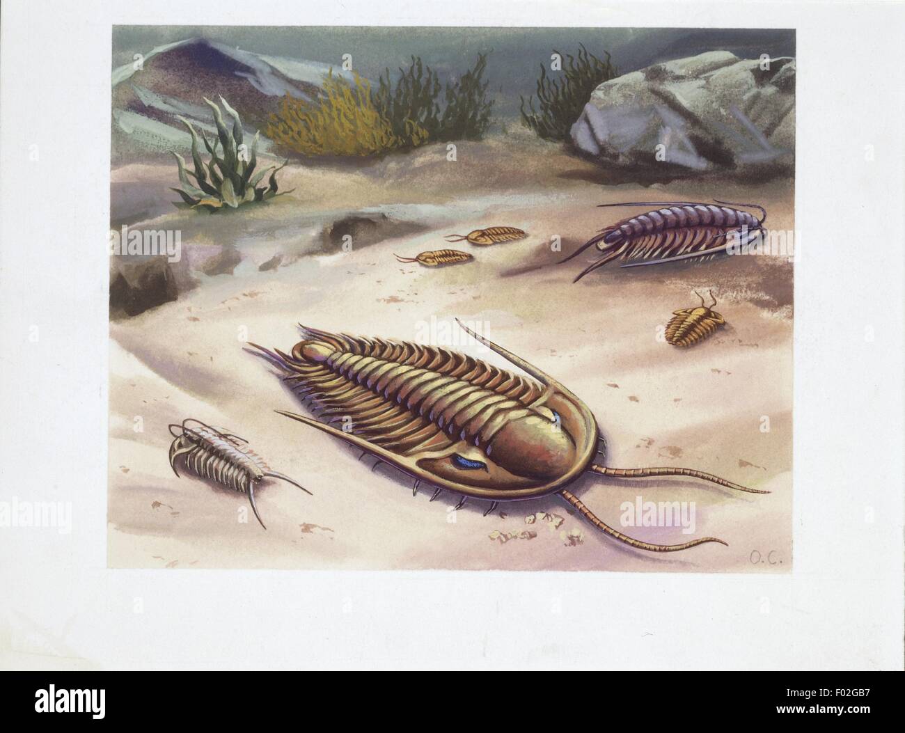 Trilobite illustration hi-res stock photography and images - Alamy