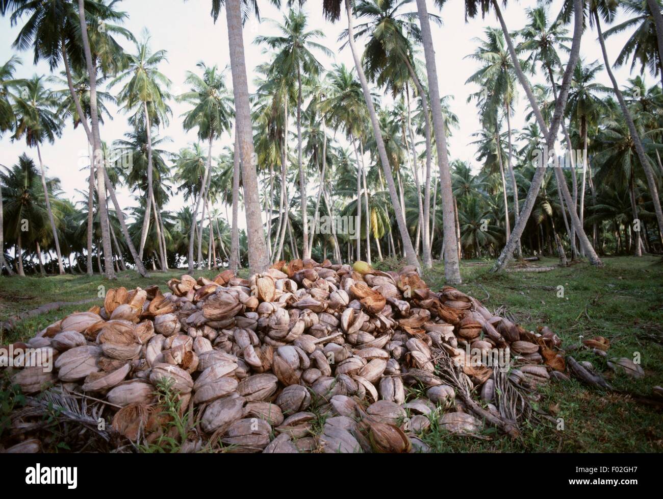 Coconut palms and coconut shells, island of Mahe, Seychelles Stock ...