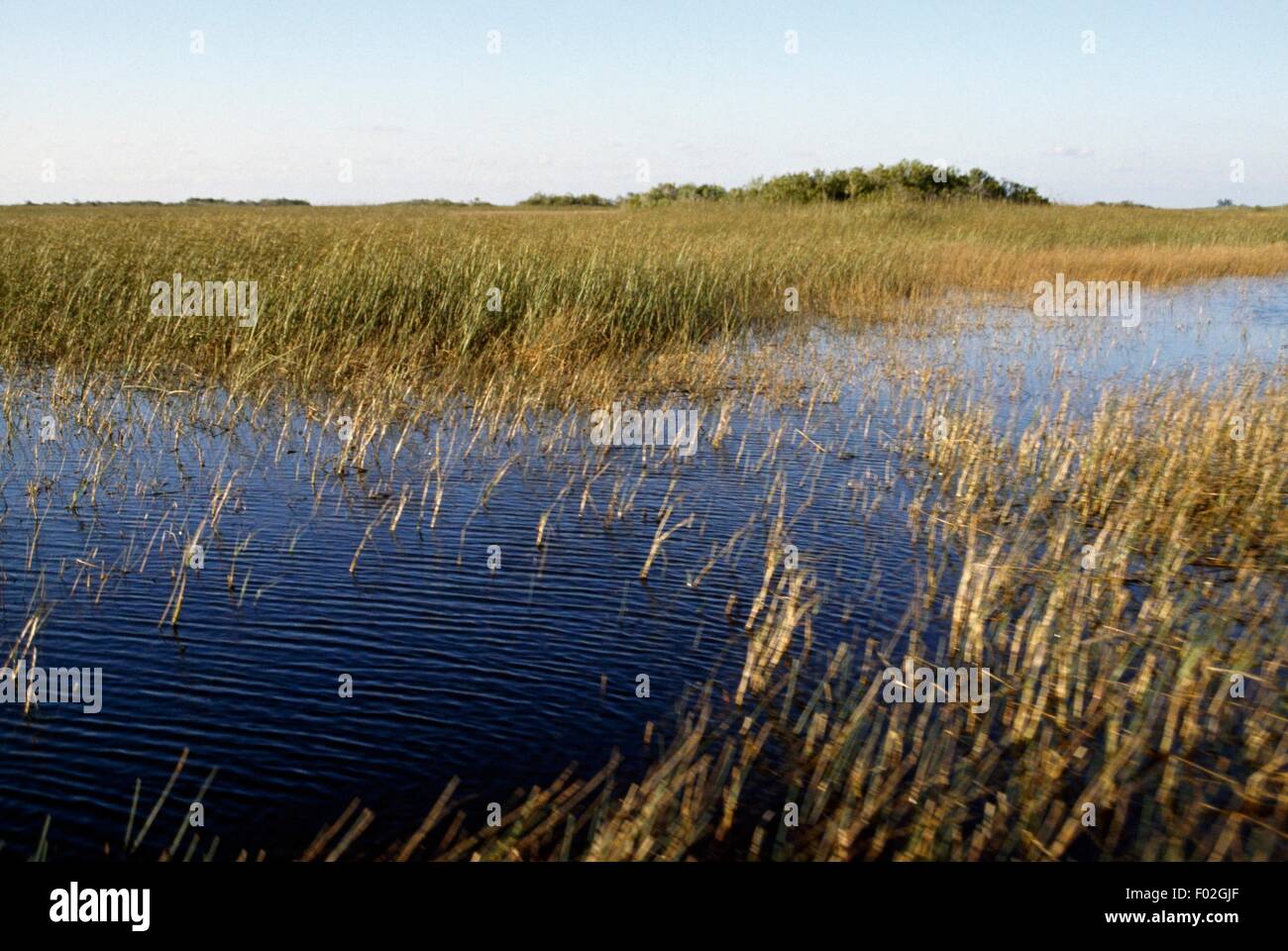 Marsh vegetation, Florida Bay, Everglades National Park (UNESCO World ...