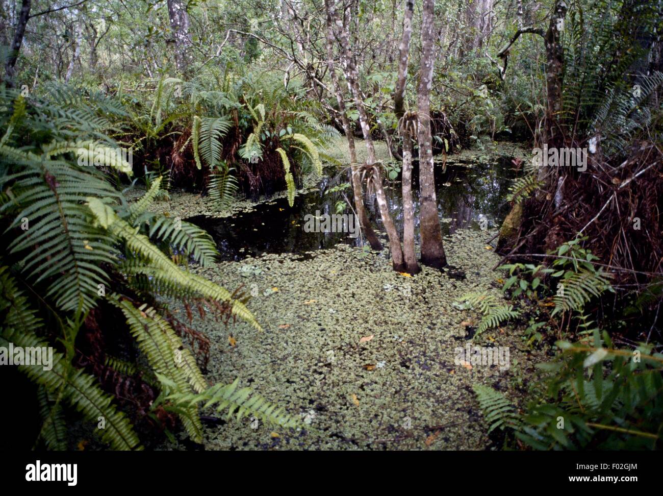 Corkscrew Swamp Sanctuary, Everglades National Park (UNESCO World ...