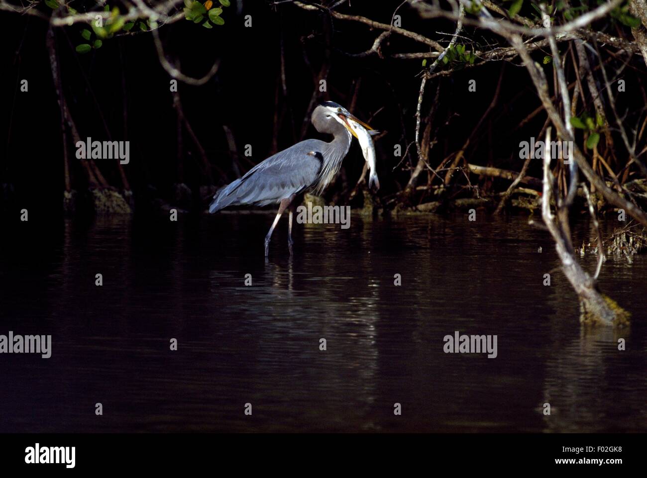 Great Blue Heron (Ardea herodias) with a fish in its beak, Everglades ...