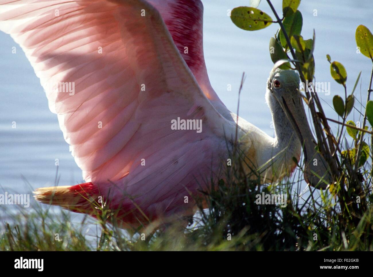 Roseate Spoonbill (Ajaia ajaja), Everglades National Park (UNESCO World ...