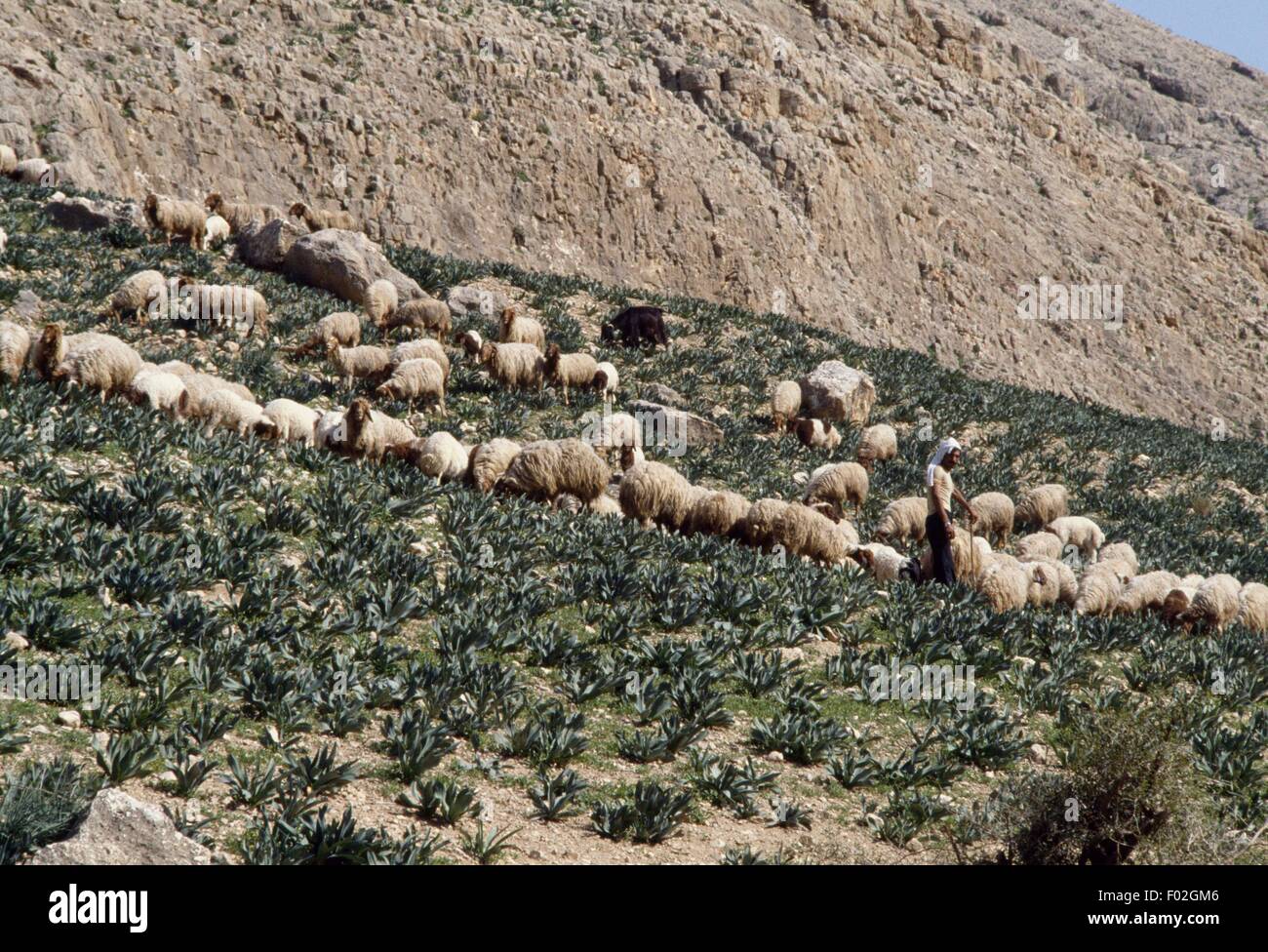 Flock of sheep grazing in Samaria, Israel Stock Photo - Alamy