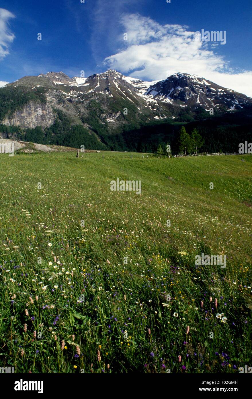 Field of flowers in Valsavarenche, Gran Paradiso National Park, Valle d ...