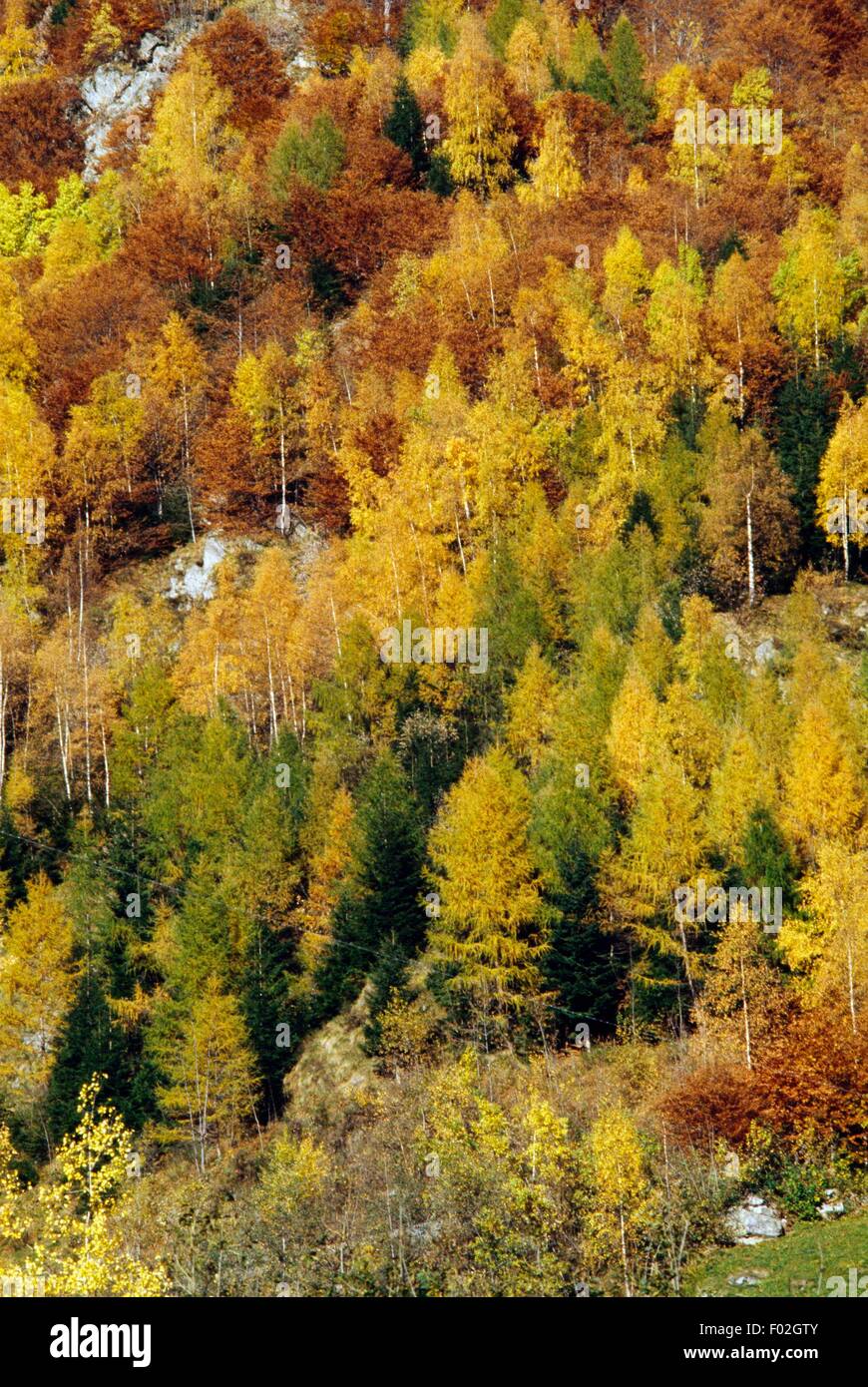 European larch wood in autumn seen from above Stock Photo - Alamy