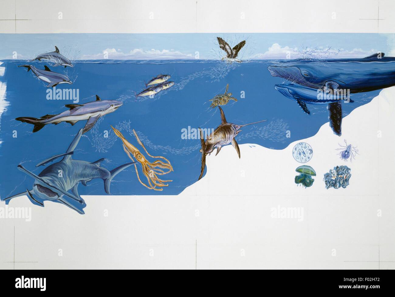 Sea fish drawing hi-res stock photography and images - Alamy