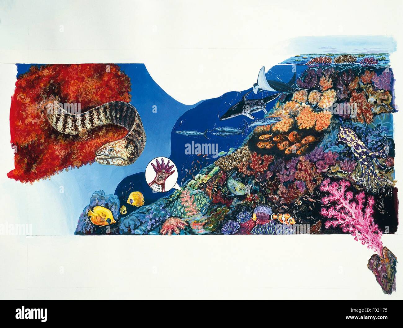 Ecosystem illustration coral hi-res stock photography and images - Alamy