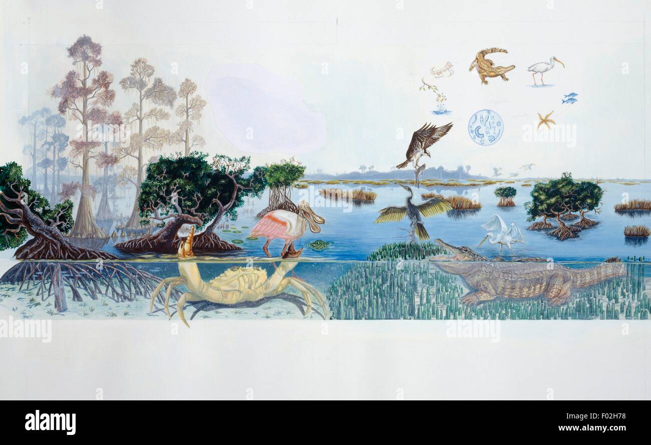 Environment and wildlife of Everglades salty marshes, Florida, United ...