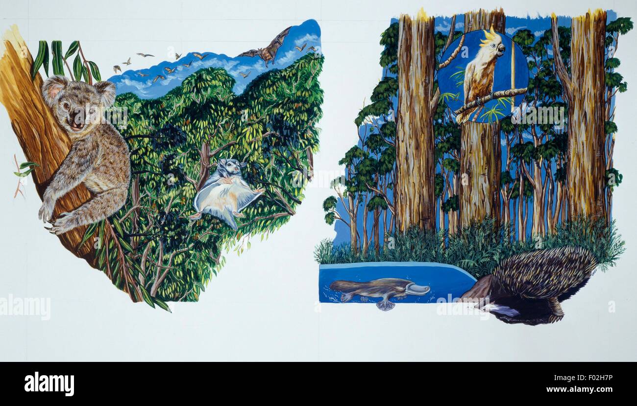 The eucalyptus forest environment and wildlife, Oceania, drawing Stock ...