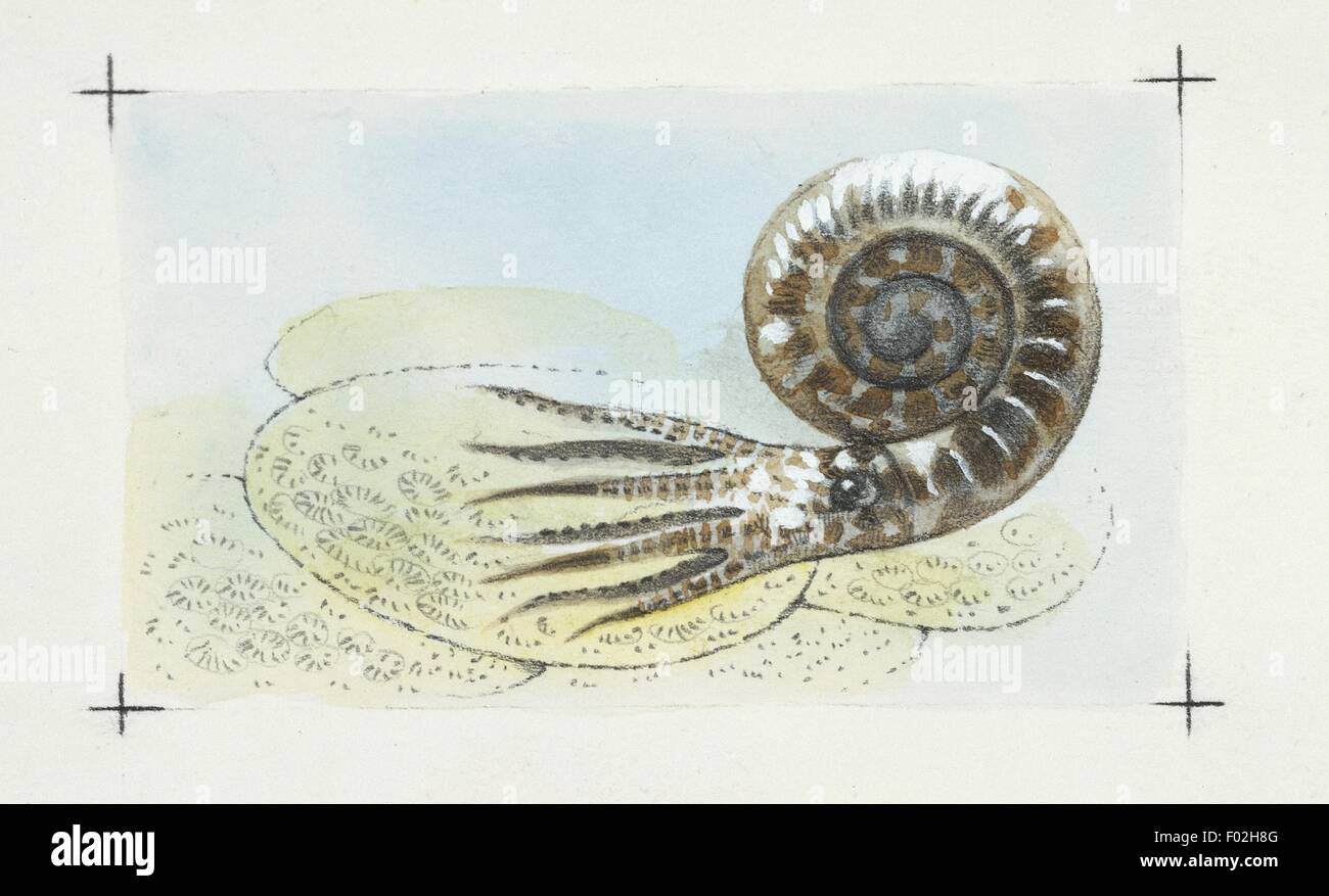 Ammonite hi-res stock photography and images - Alamy
