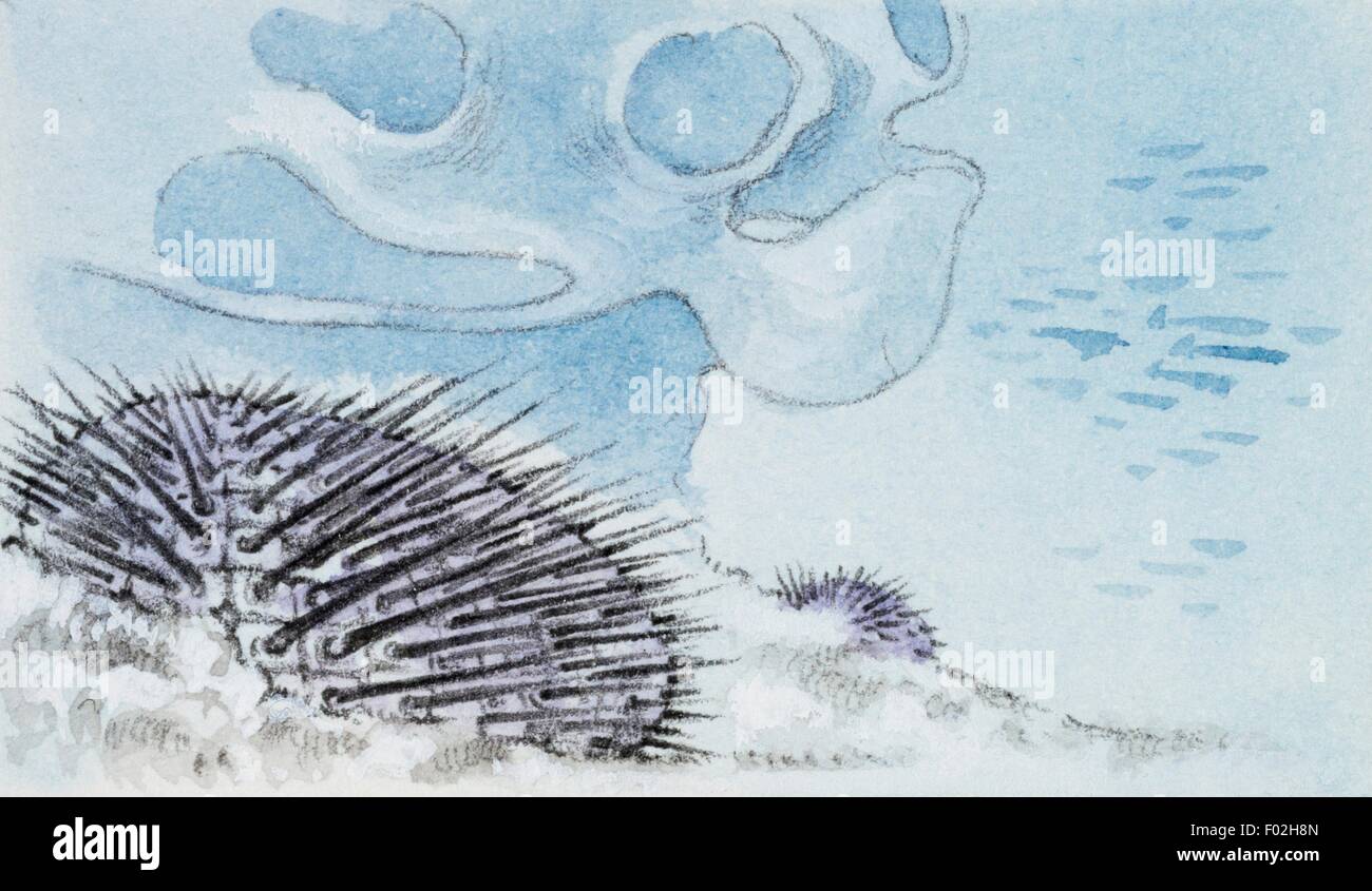 Reconstruction of the habitat of a Micraster sp, genus of Echinoidea ...