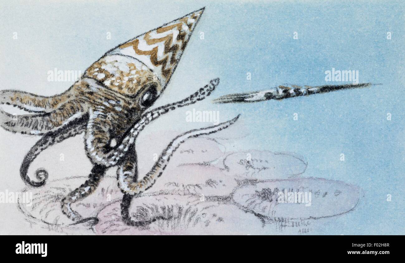 Reconstruction of the habitat of a Orthoceras sp, extinct genus of ...