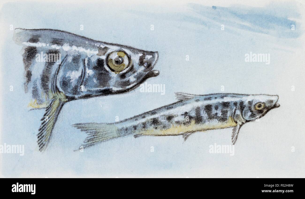 Extinct fish, drawing Stock Photo - Alamy