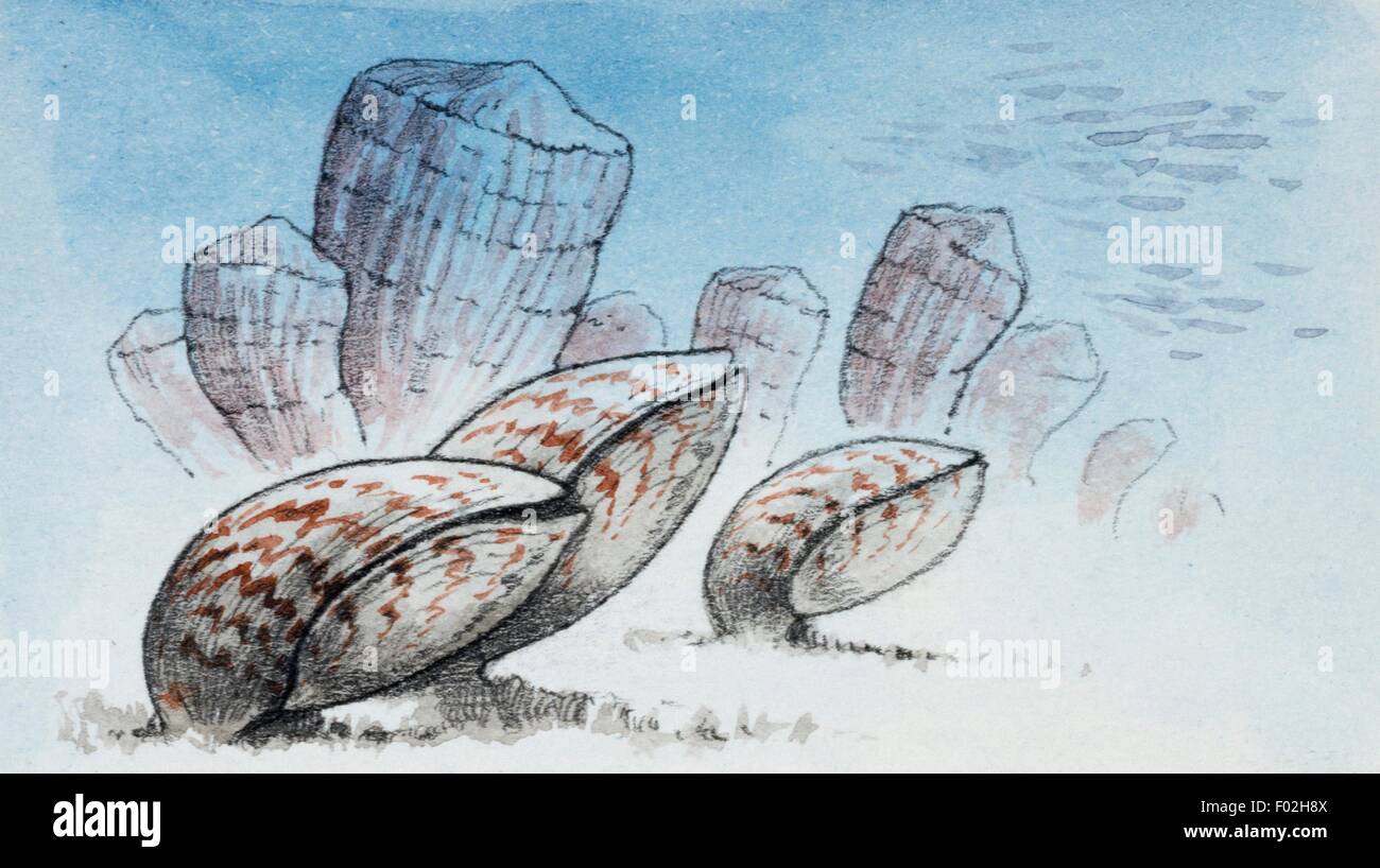 Terebratula sp, genus of Brachiopods already present during the ...