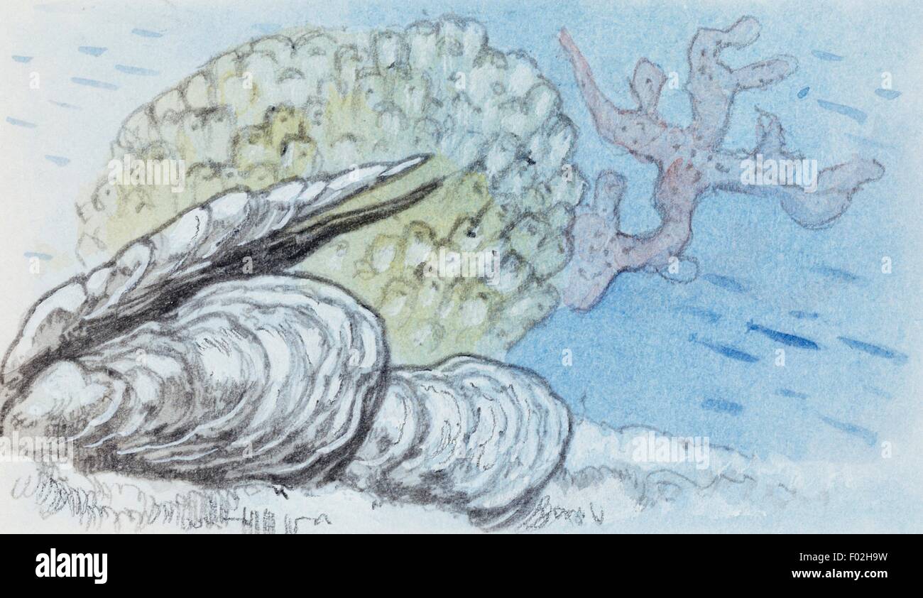 Bivalvia fossil hi-res stock photography and images - Alamy