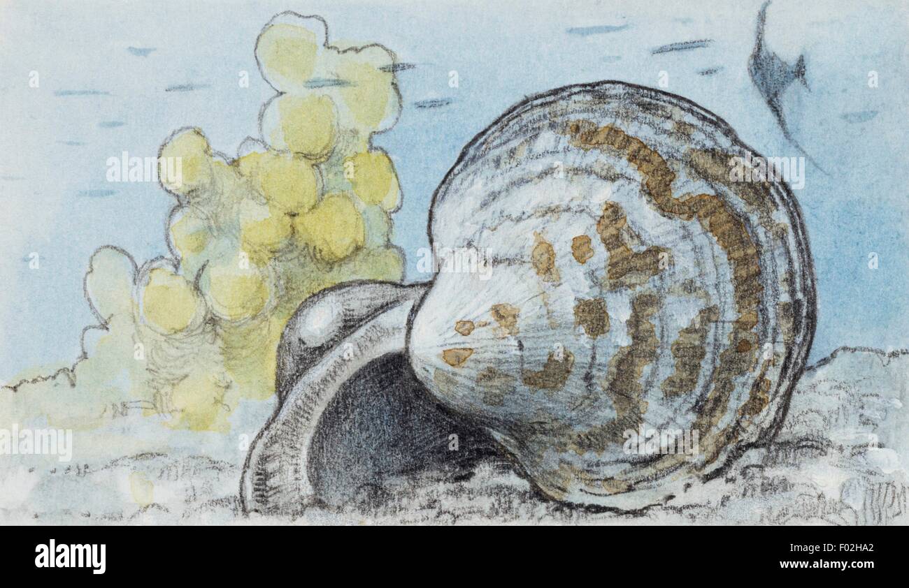 Bivalvia fossil hi-res stock photography and images - Alamy