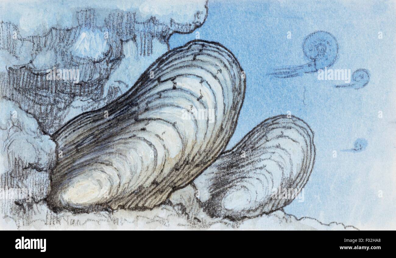 Reconstruction of the habitat of Exogyra sp, extinct genus of Bivalvia ...