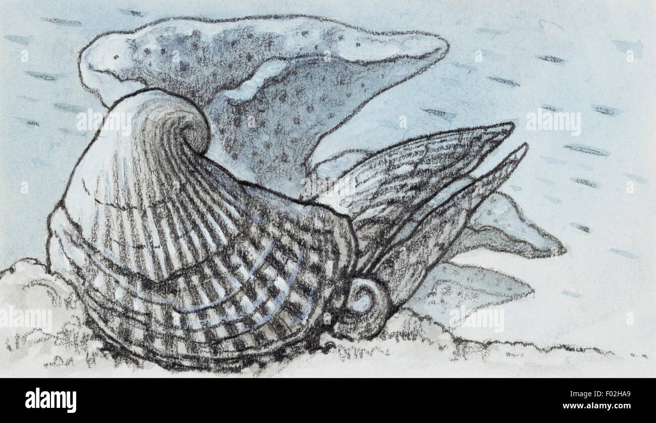 Bivalvia fossil hi-res stock photography and images - Alamy