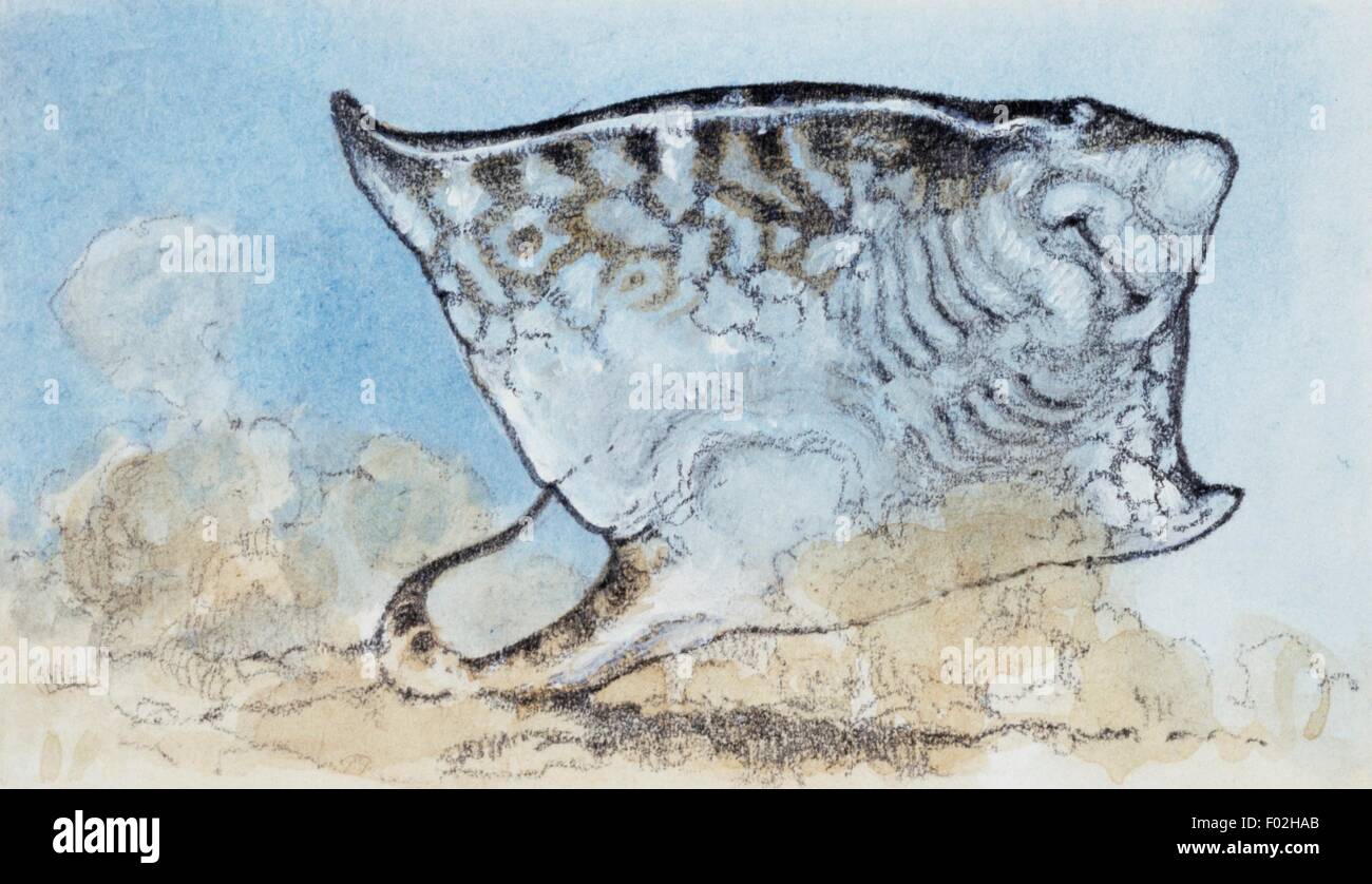 Myliobatis hi-res stock photography and images - Alamy