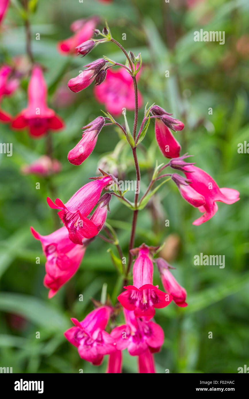 Penstemon red flowers garden hardy perennial Stock Photo - Alamy