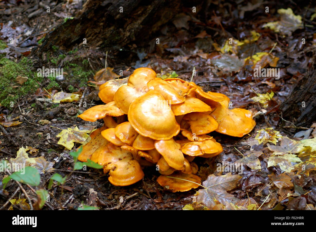 Gold mushrooms hi-res stock photography and images - Alamy