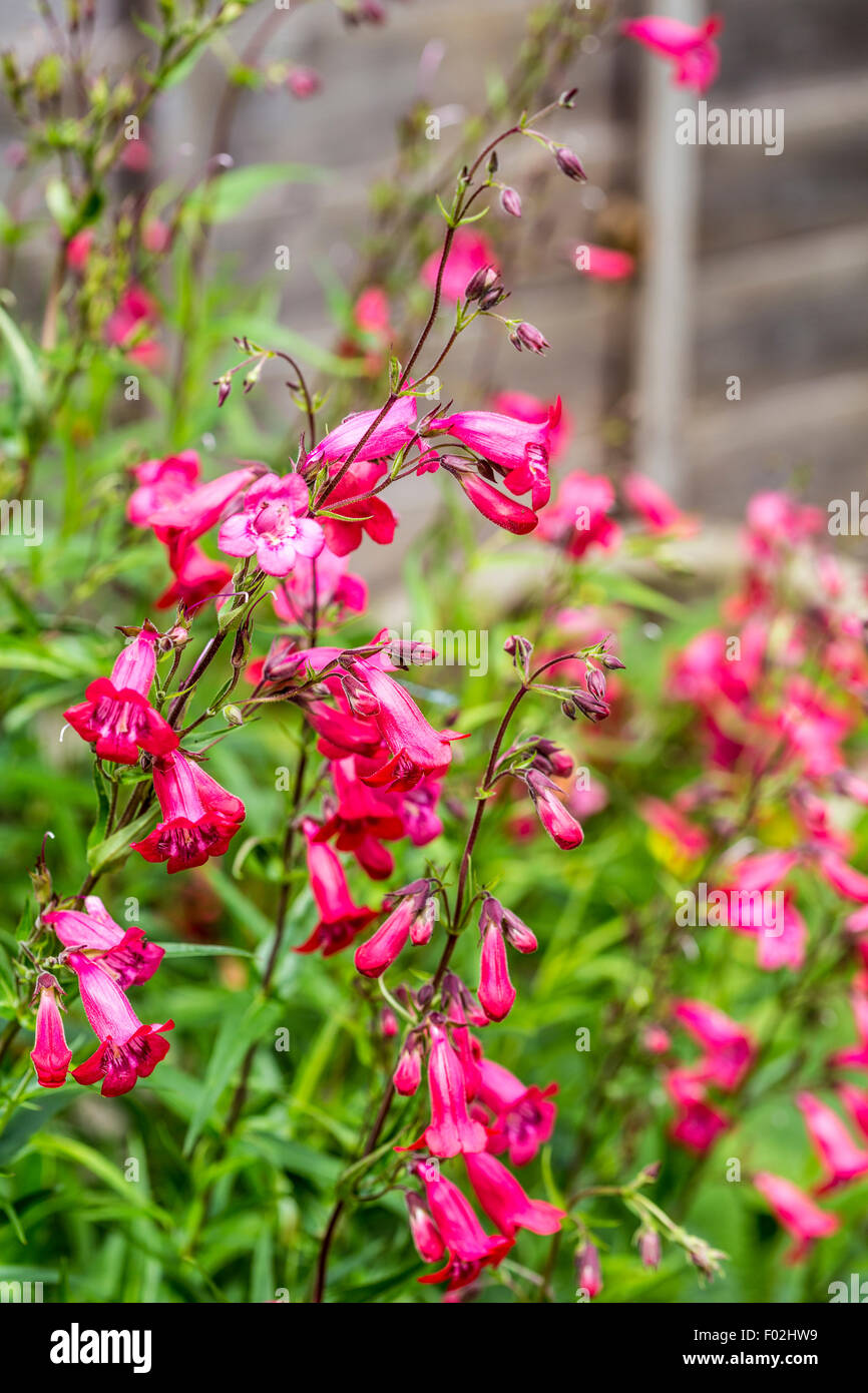 Penstemon red flowers garden hardy perennial Stock Photo - Alamy