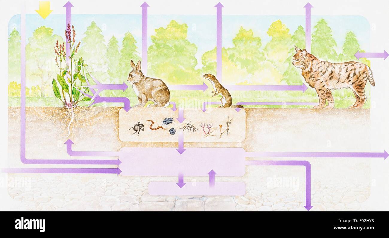 Ecosystem illustration hi-res stock photography and images - Alamy