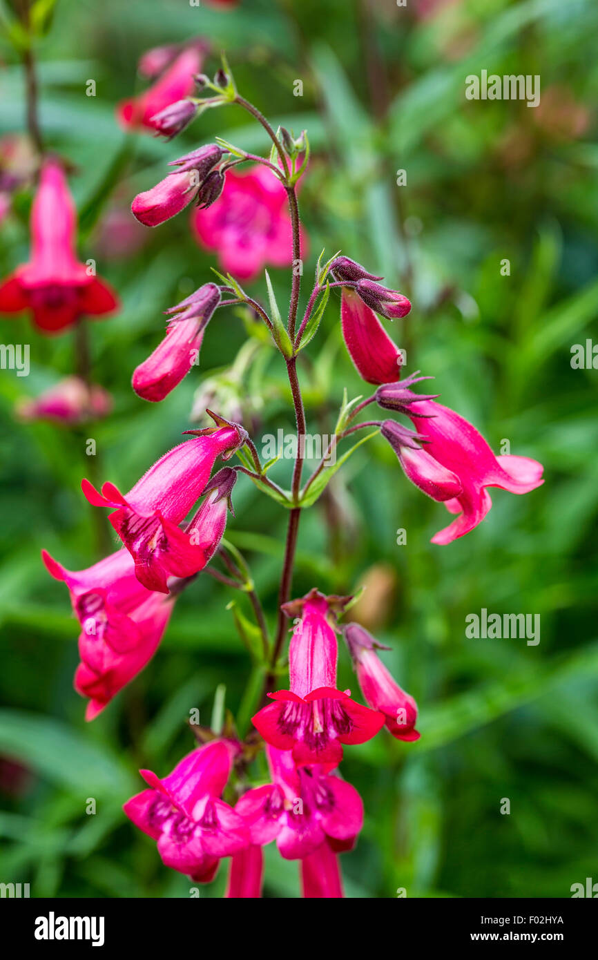 Red penstemon flowers hi-res stock photography and images - Alamy