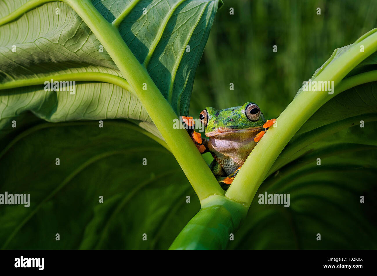 Frog looking out from between two leaves Stock Photo - Alamy