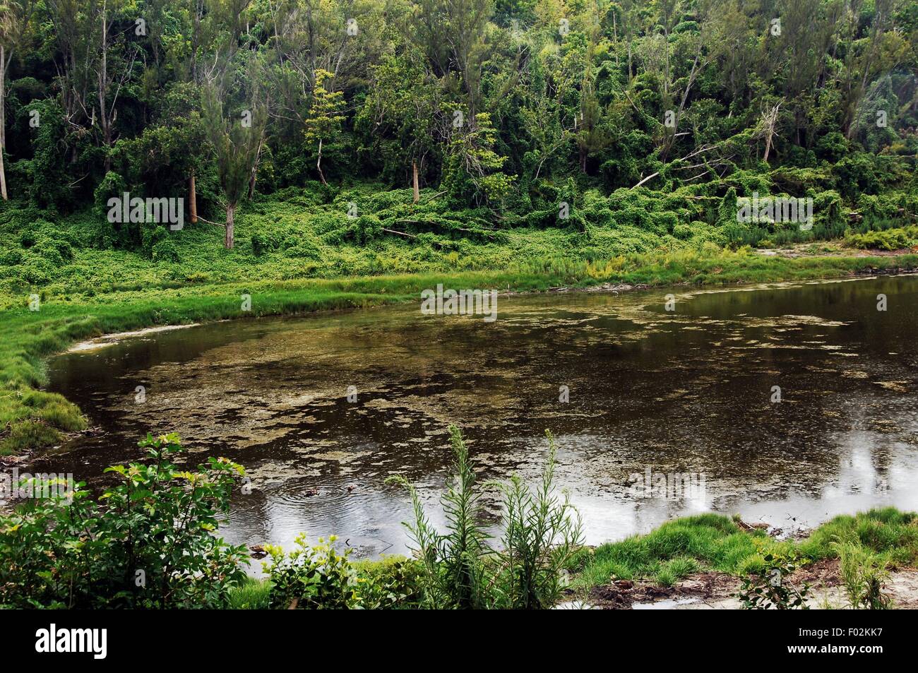 Bermuda spittal pond nature reserve hi-res stock photography and images ...