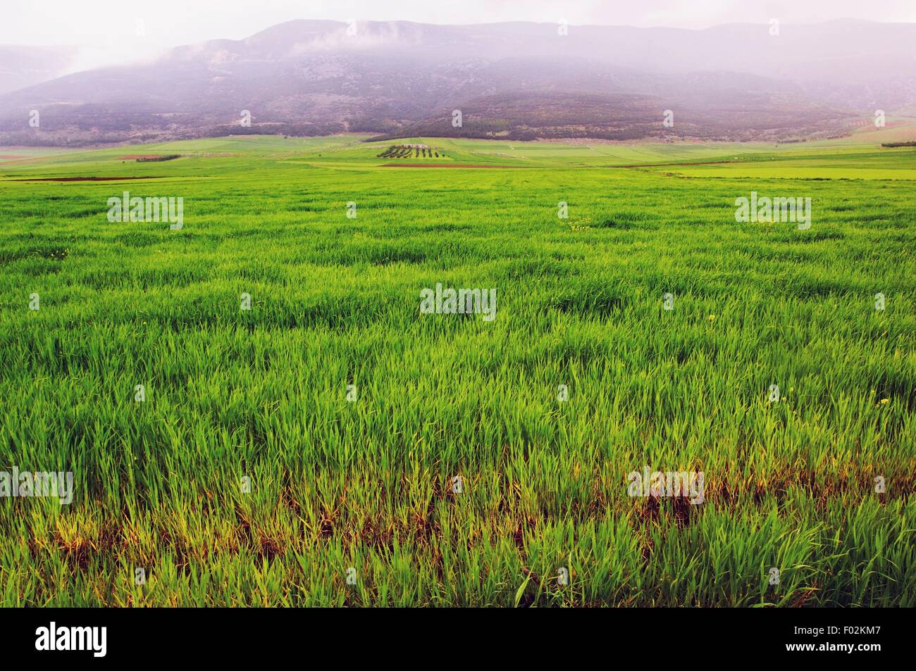 Rural of aleppo hi-res stock photography and images - Alamy