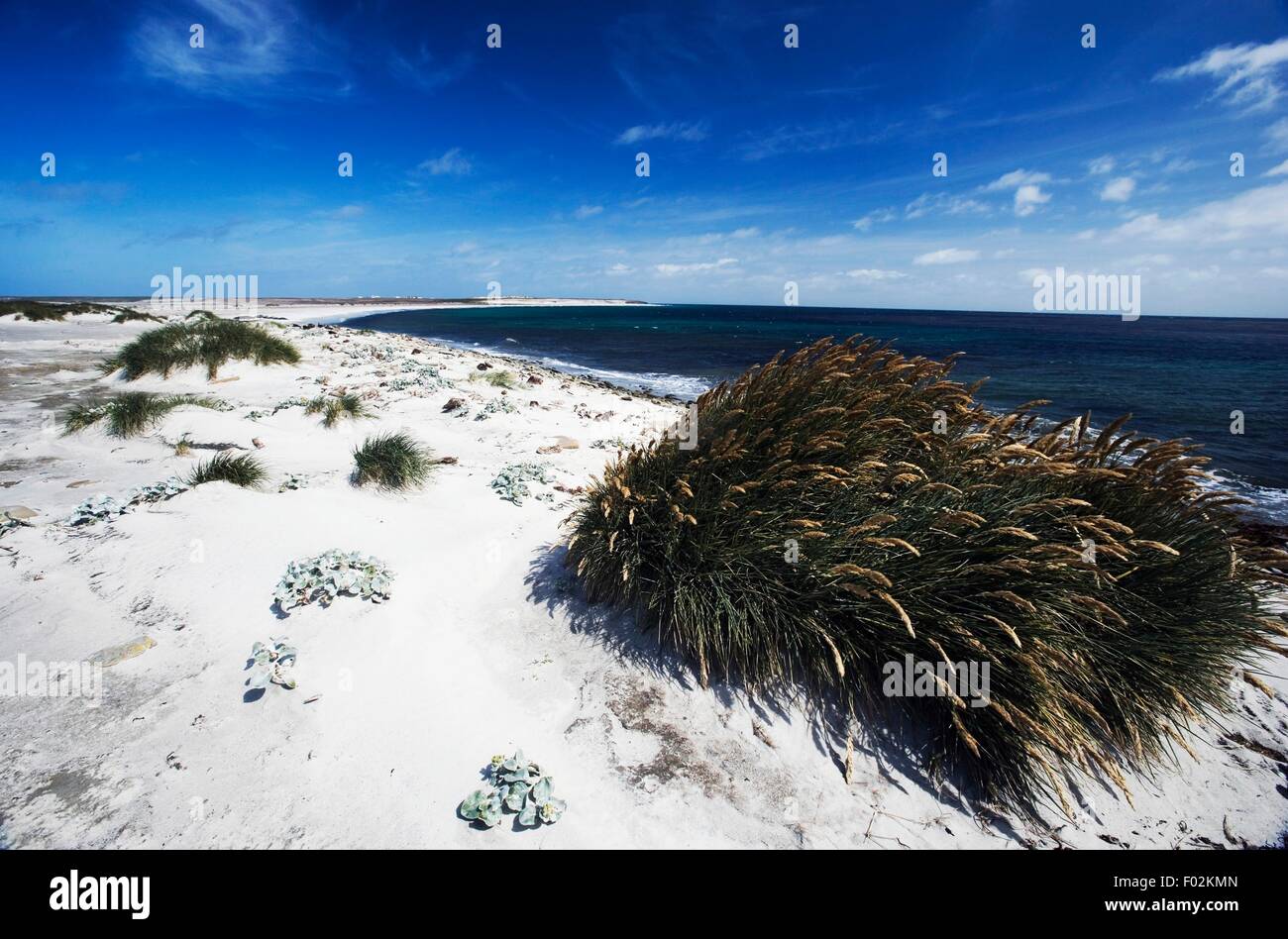 Cow Point beach, Sea Lion Island, Falkland Islands, British Overseas ...