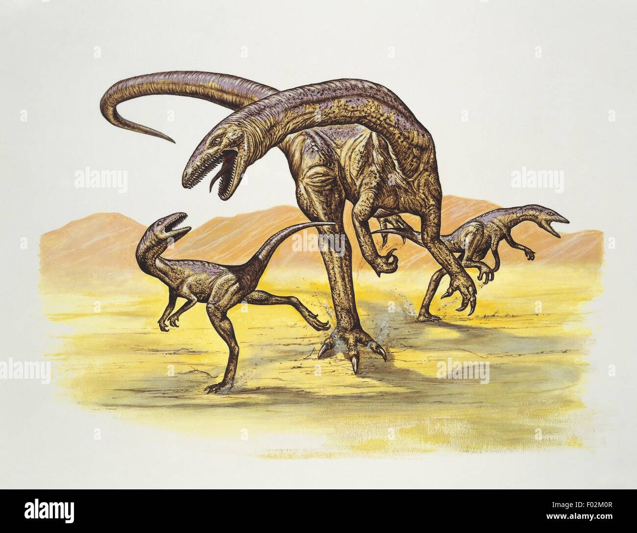 Palaeozoology - Triassic Period - Dinosaurs - Coelophysis (art work by ...