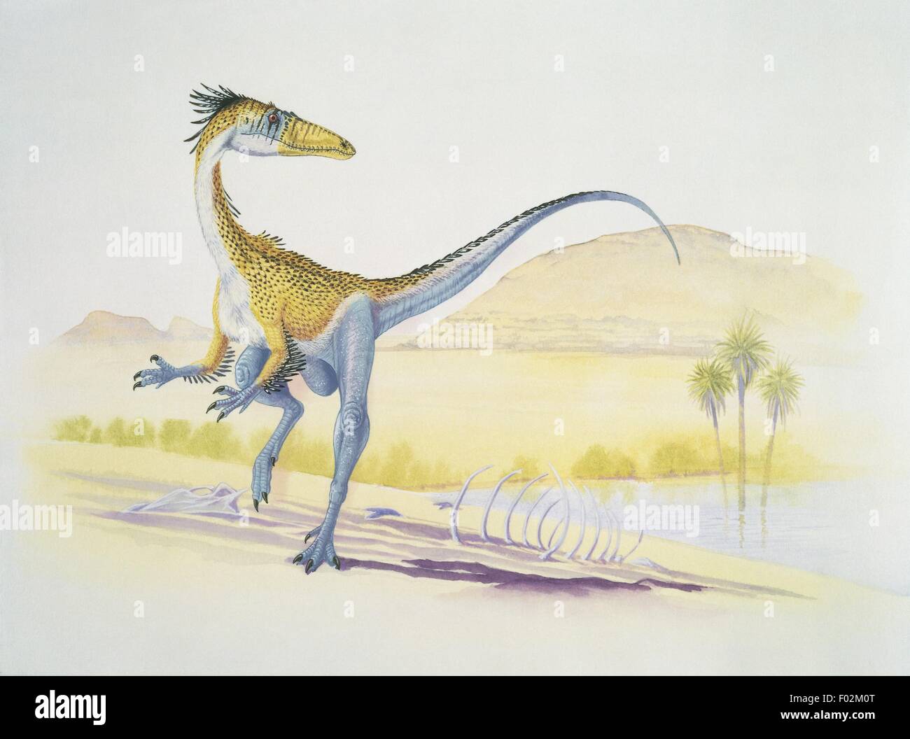 Syntarsus hi-res stock photography and images - Alamy