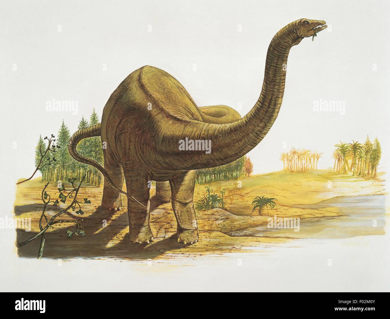 Palaeozoology - Jurassic Period - Dinosaurs - Dicraeosaurus Stock Photo ...