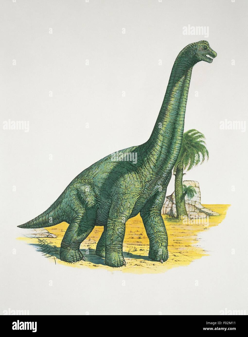 Palaeozoology - Jurassic Period - Dinosaurs - Brachiosaurus (art work ...