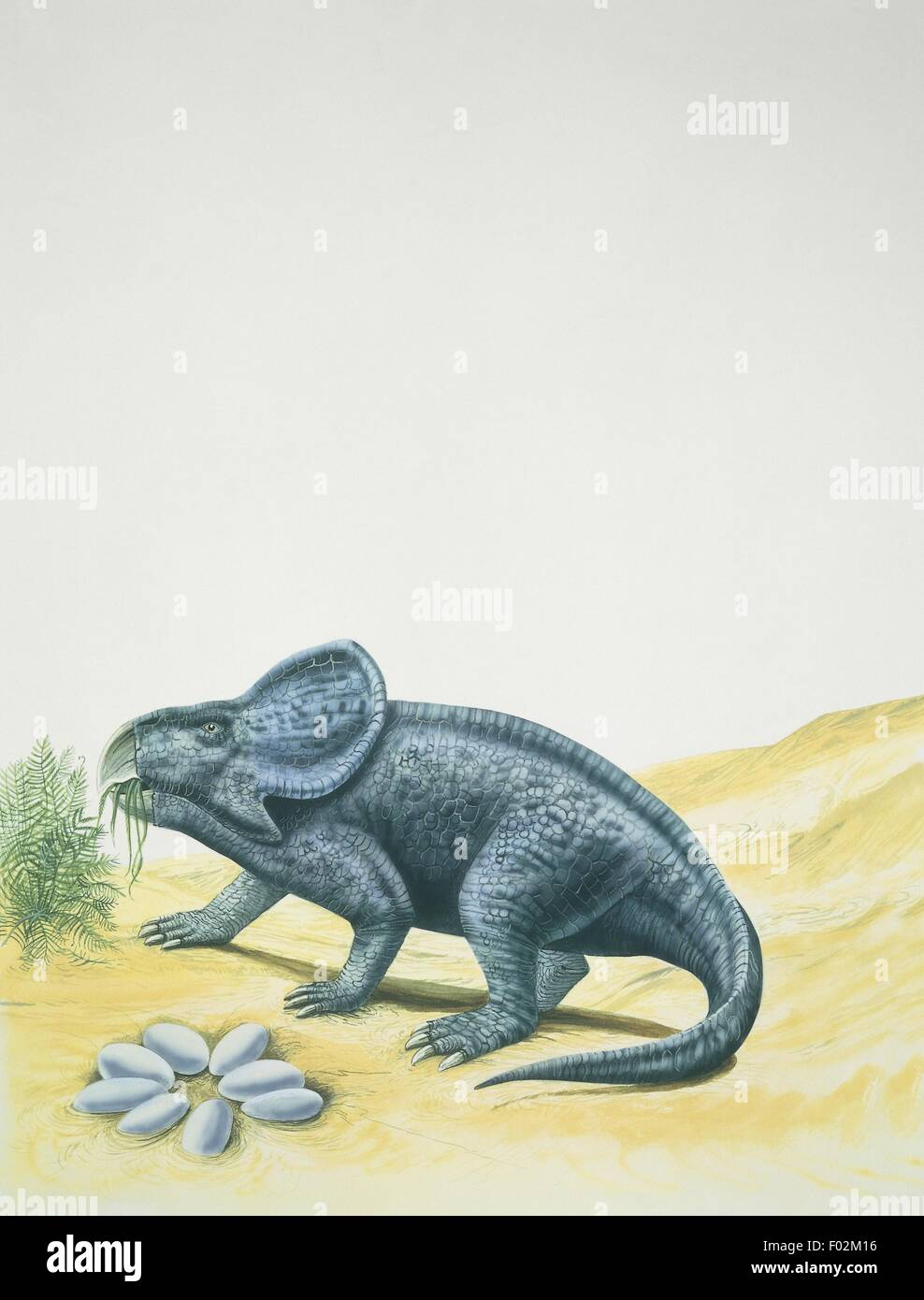 Palaeozoology - Cretaceous Period - Dinosaur - Protoceratops ...