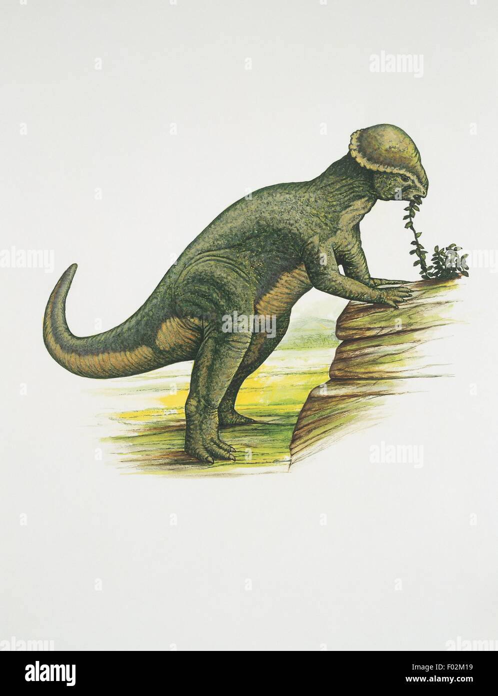 Palaeozoology - Cretaceous Period - Dinosaurs - Stegoceras (art work by ...
