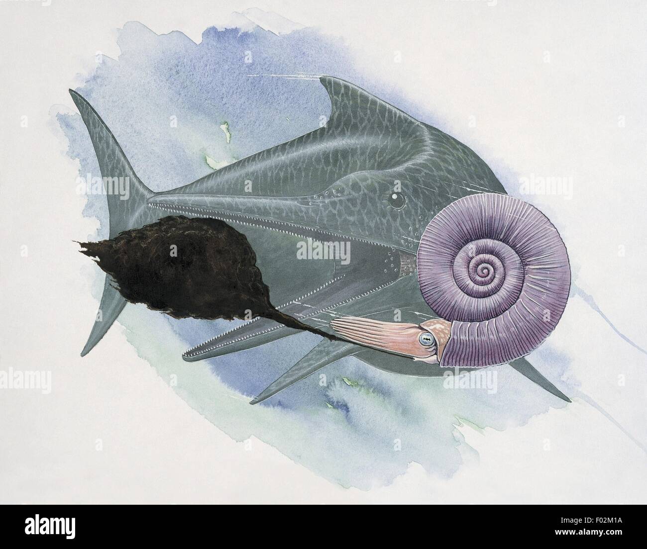 Palaeozoology - Cretaceous Period - Cephalopoda - Ammonite (art work by ...